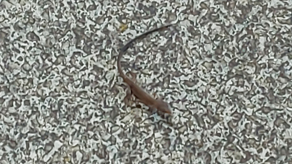 事務所にまた・・・｜伊勢原市・大和市の不動産｜スマイルホーム