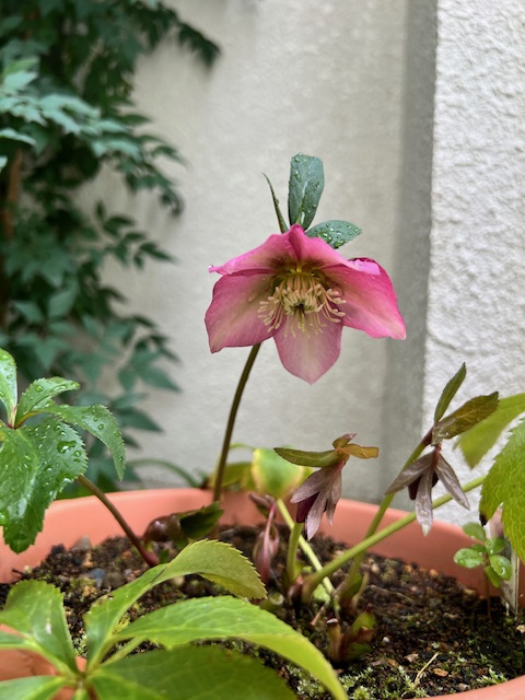 クリスマスローズ｜桂坂・亀岡・西京区の不動産は株式会社ハウスポート