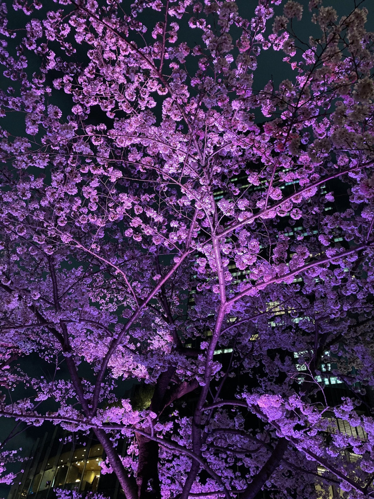 桜満開祈願＊物件紹介も必見です！｜立川の売買物件など不動産情報はミライズホーム【公式サイト】