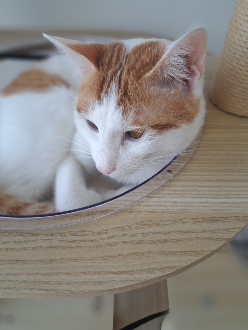 今日のネコ｜広島の不動産｜有限会社フレンドハウス