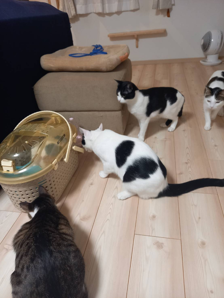 今日のねこ｜広島の不動産｜有限会社フレンドハウス