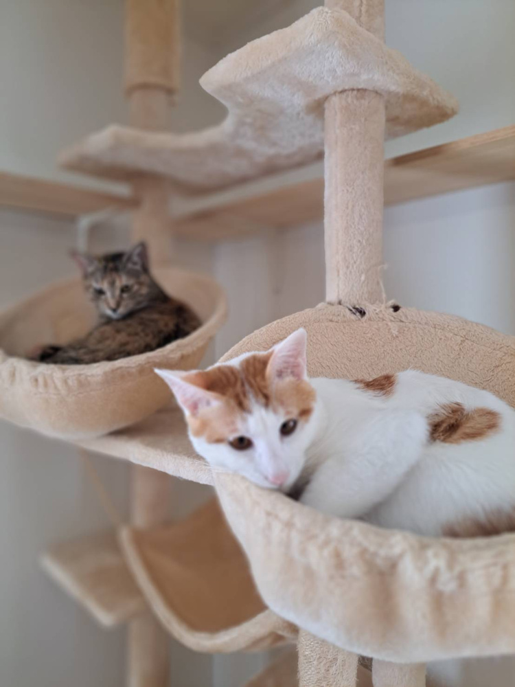 今日のねこ｜広島の不動産｜有限会社フレンドハウス