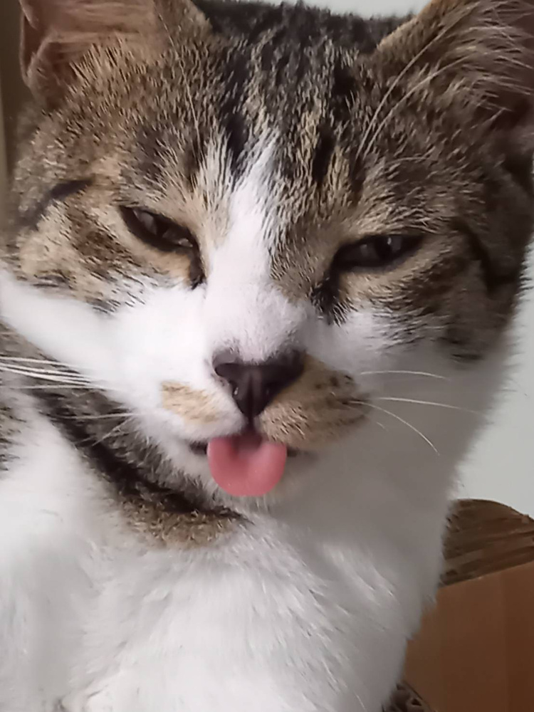 今日のねこ｜広島の不動産｜有限会社フレンドハウス