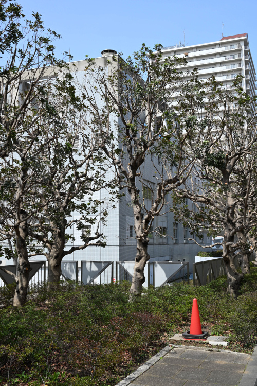 安心と利便性を兼ね備えたおゆみ野地区の魅力 ～ソルグランデのある街～｜おゆみ野の賃貸物件は合同会社ソボロン